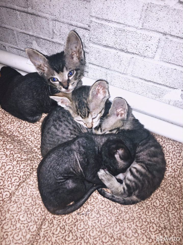 Отдам котят в добрые руки