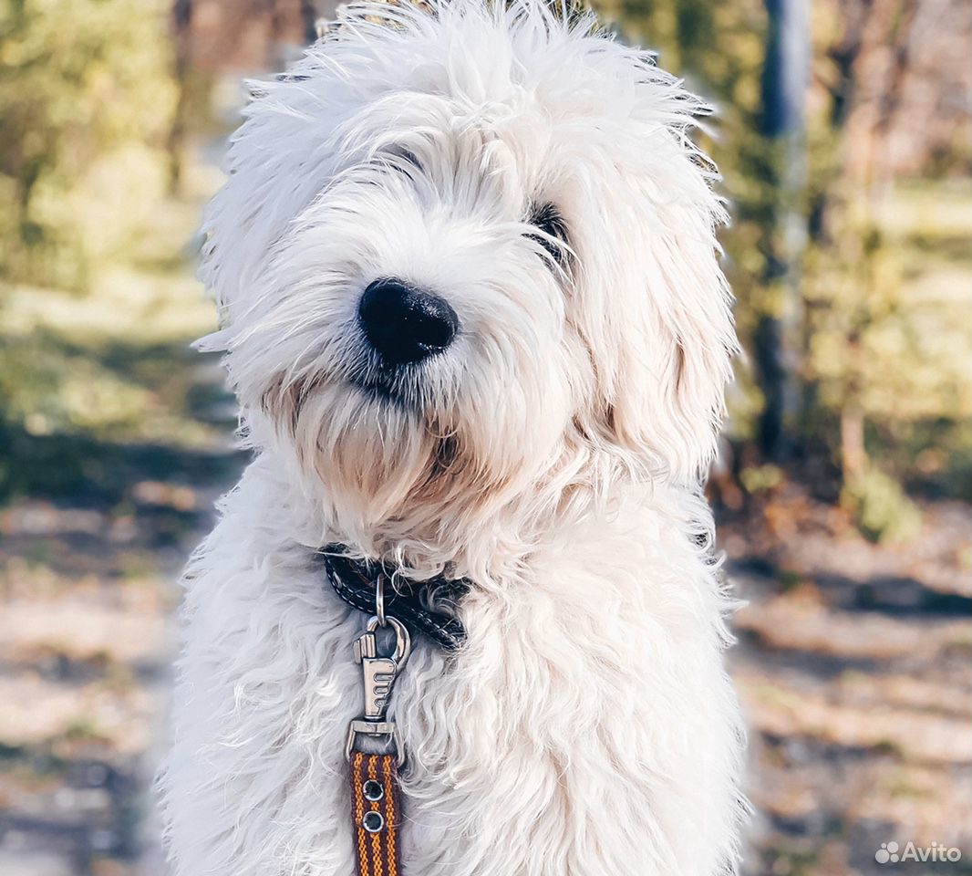 Девчонка южнорусской овчарки