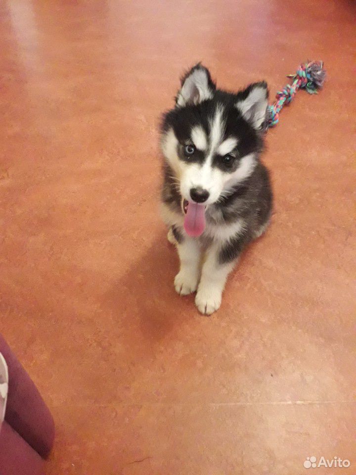 Сибирский хаски