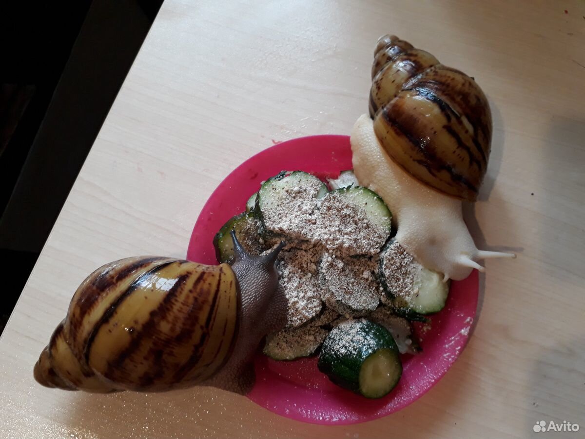 Архахатина маргината овум