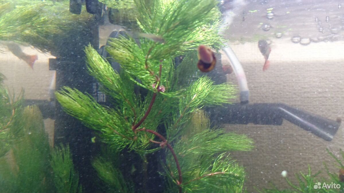 Кабомба 4.- -5 метров