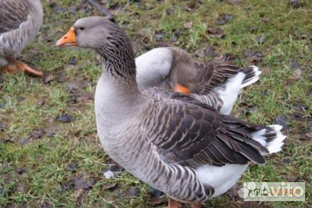Гусята оптом