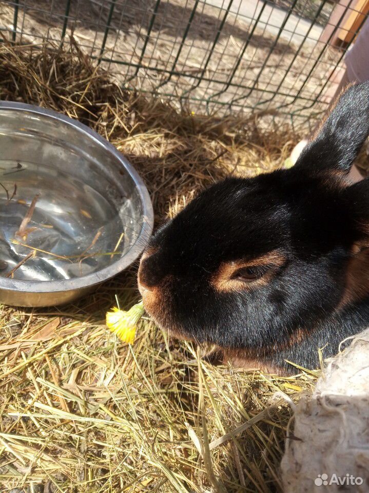 Кролики Чёрно - огненные