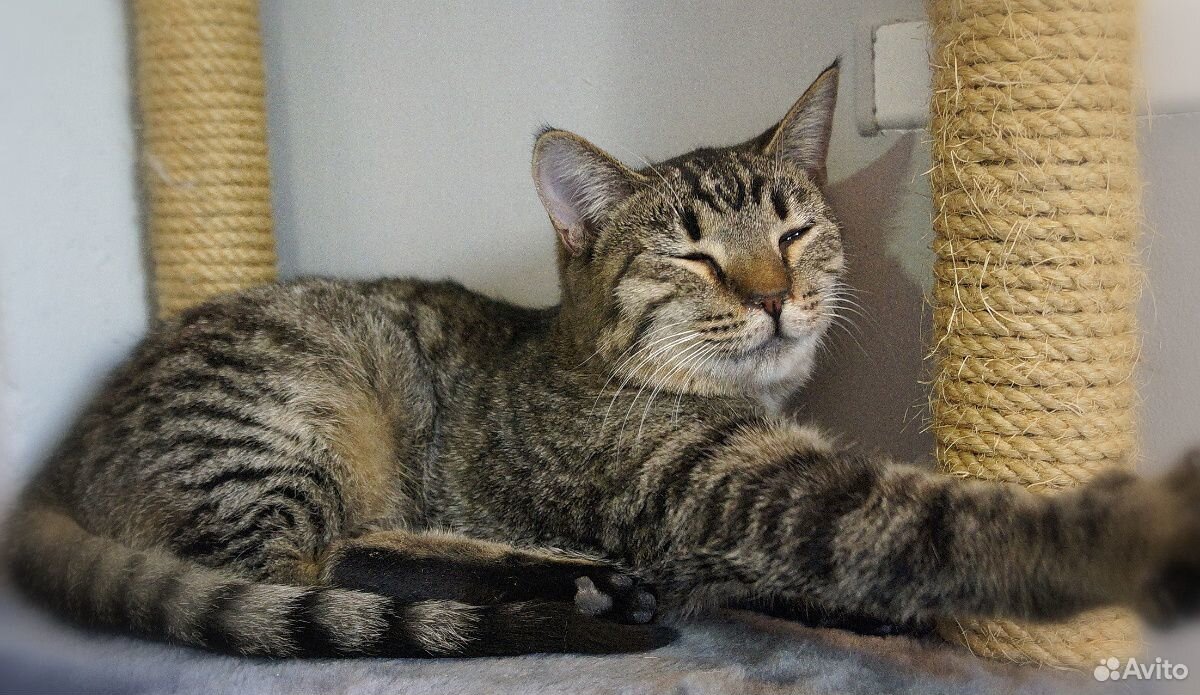 Энни, питерская "шпротинка", кошка, 1 год