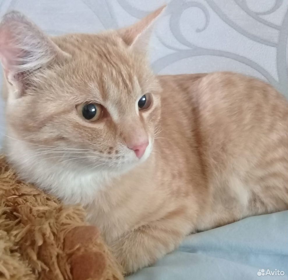 Кот