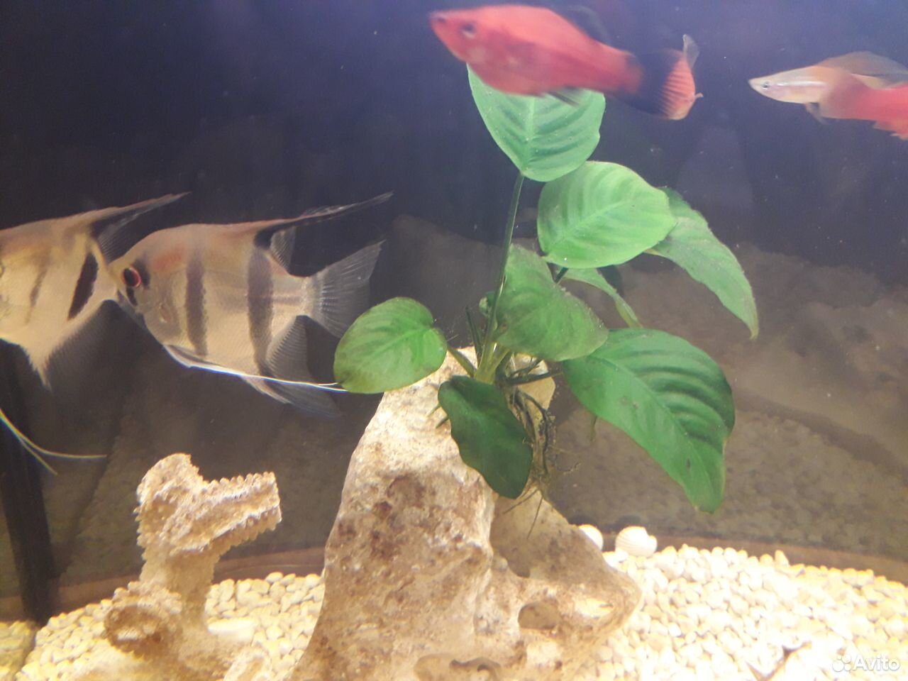 Аквариумные рыбки, анубиасы, улитки