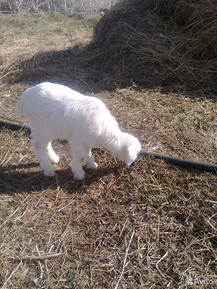 Козленок 1 мес