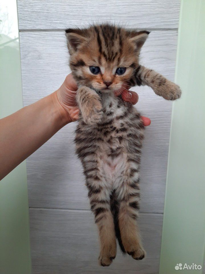 Британский котёнок (тигрёнок)