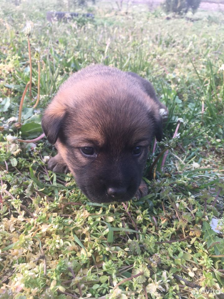 Щенок во двор