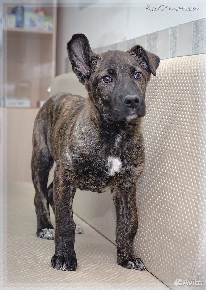 Милейший щенок-мальчик ищет дом