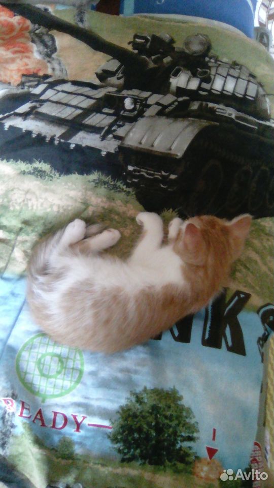 Трёхцветные, рыженькие котята