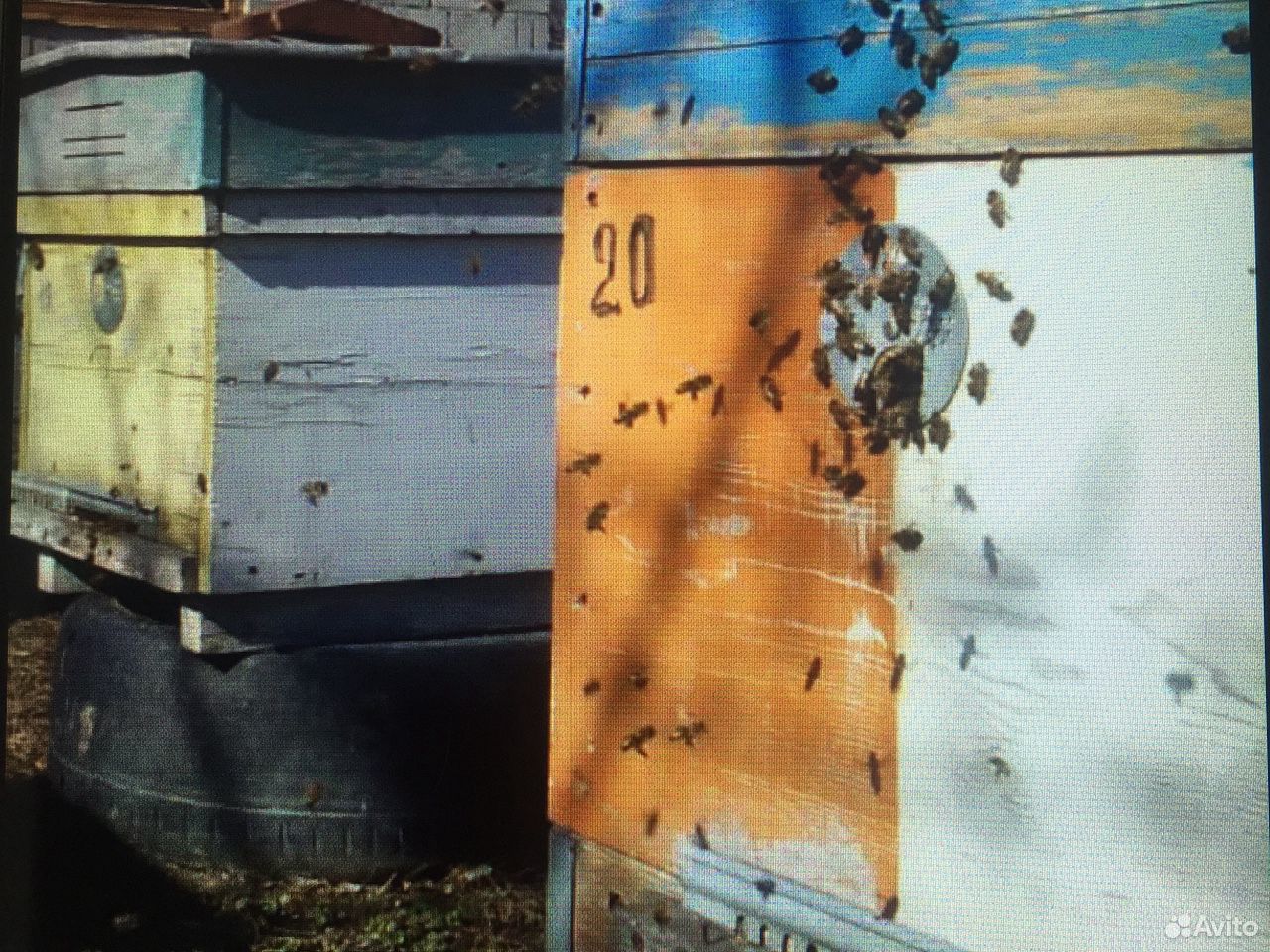 Продам пчелосемьи