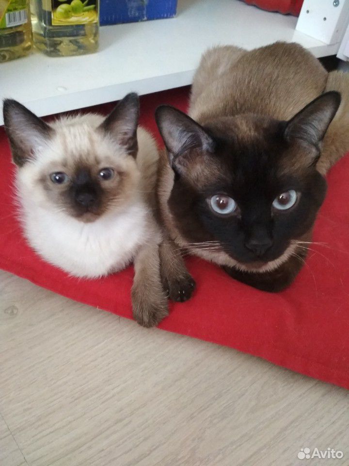 Котёнок Меконгский бобтейл