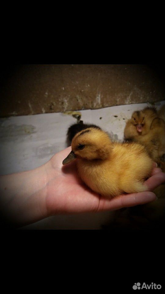 Башкирские утята