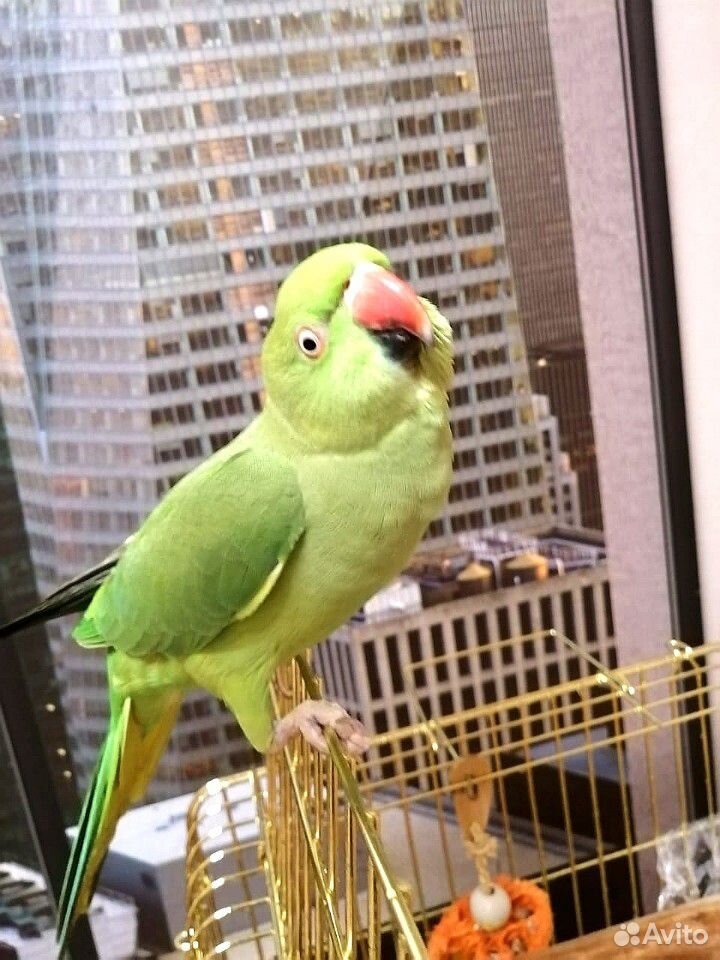 Ожереловый папугай