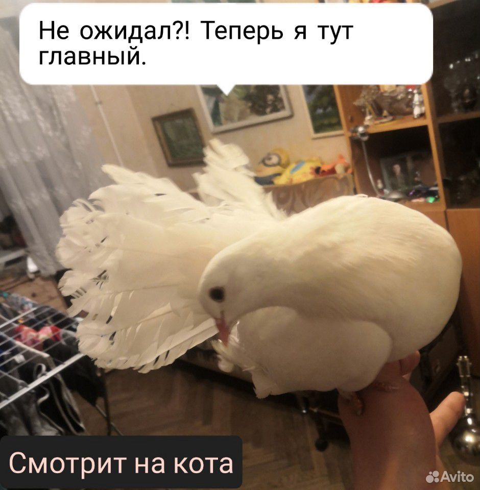 Голуби павлины белые