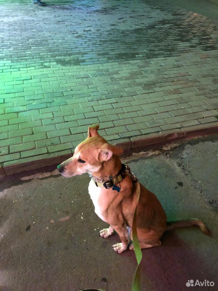 Собака в добрые руки