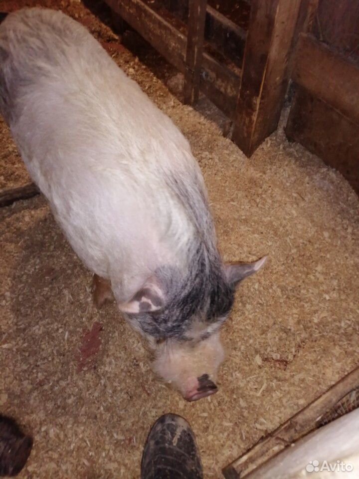 Хряк веслобрюхий, козёл альпийско нубийскиц