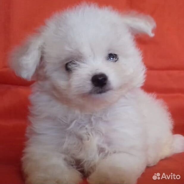 Щенки Болонезы-Итальянские болонки