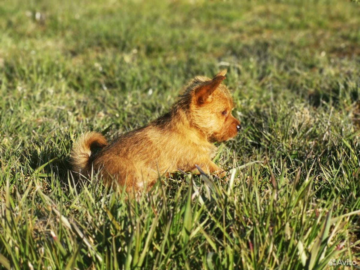 Норвич терьер