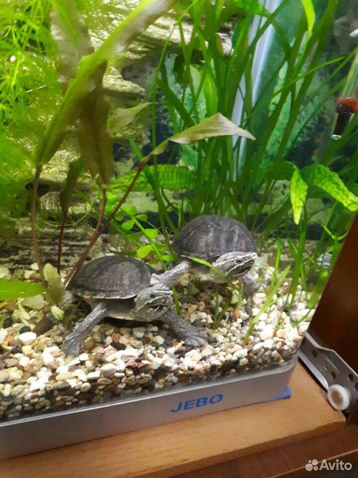 Мускусные черепахи