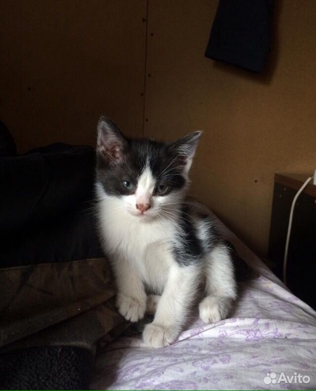 Котёнок в дар