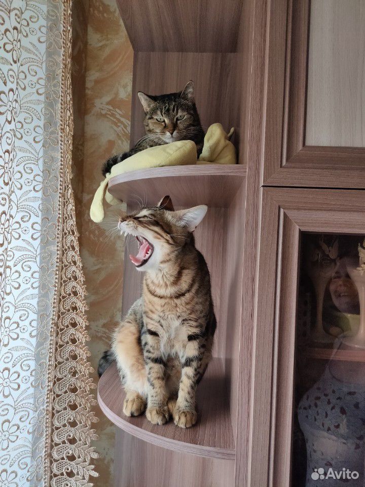 Злобный котик