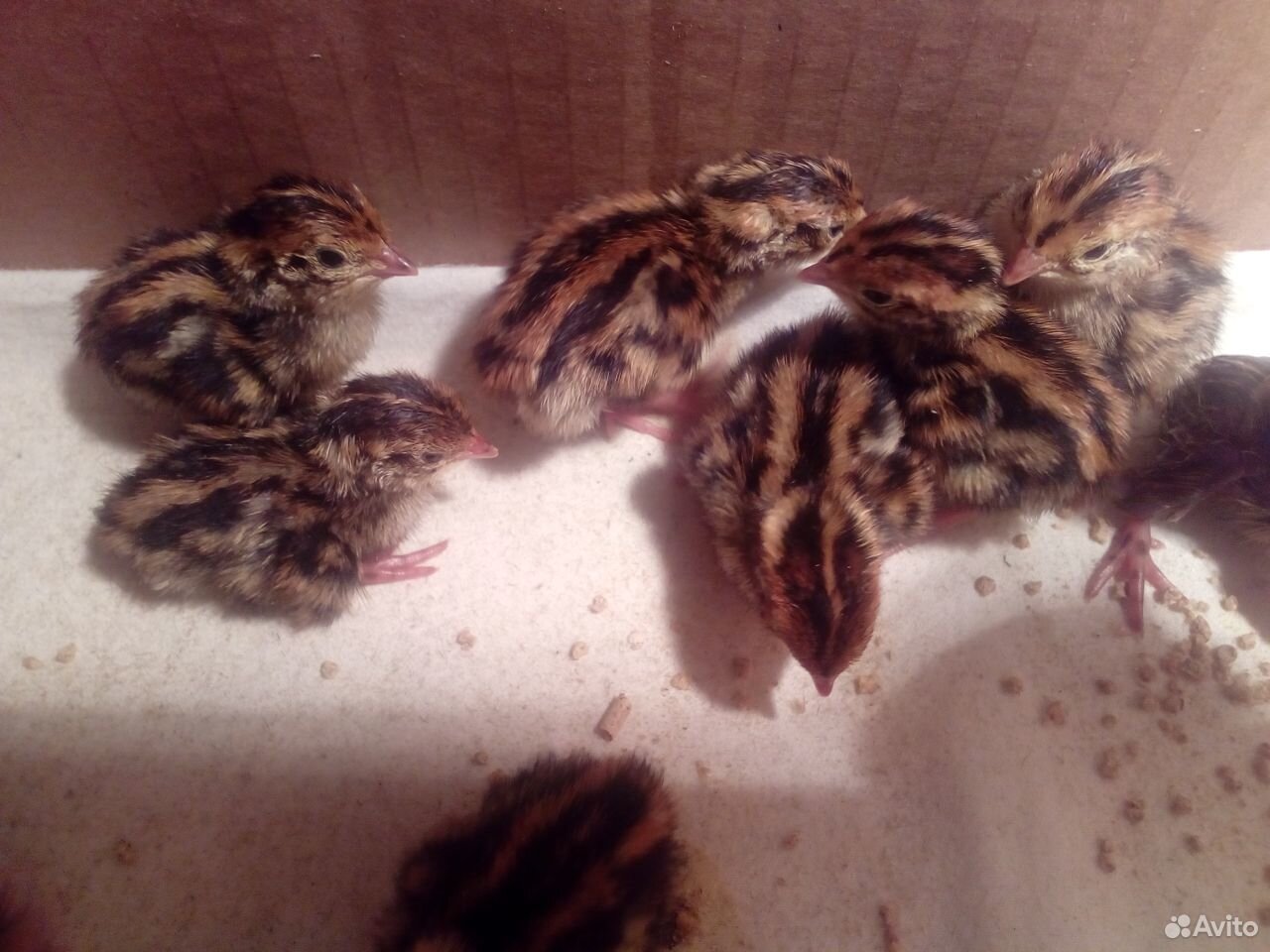 Перепела японские