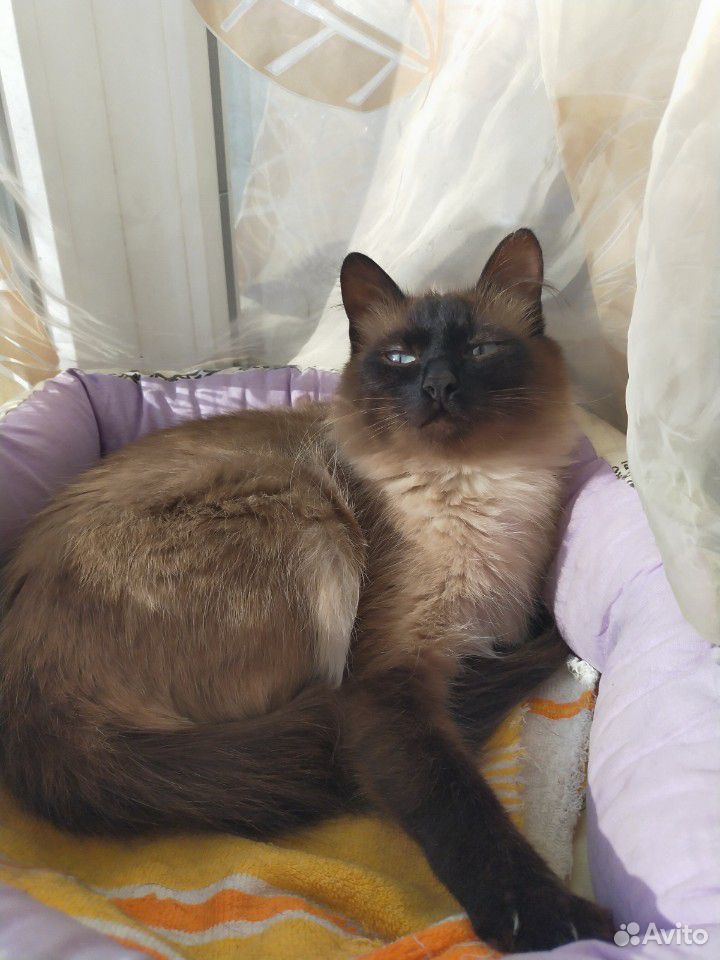 Симка ищет дом