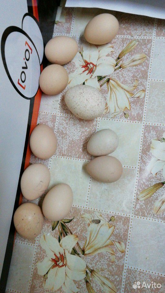 Инкуб. Яйцо. Индюшиное, Брама, кучинская