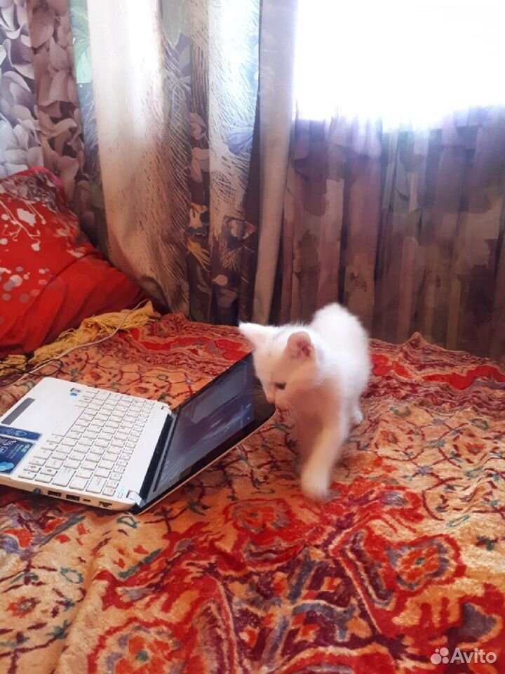 Котята-рысята