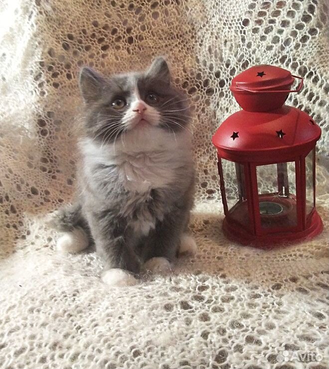Котёнок курильского бобтейла
