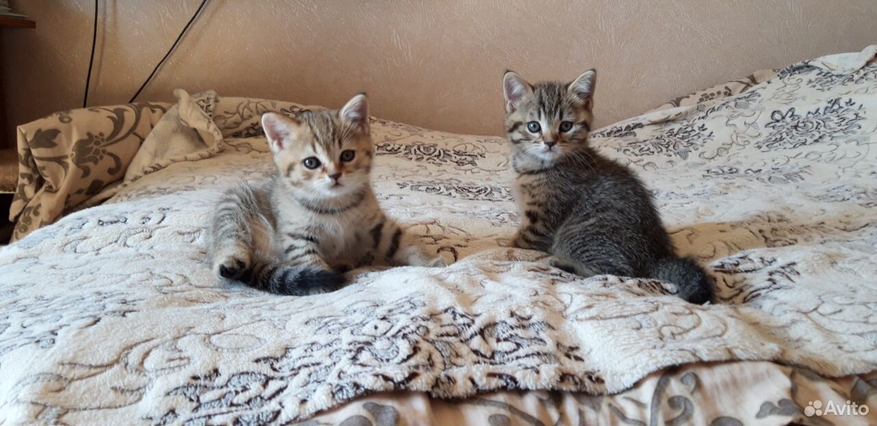 Продаю милых шотландских девочек