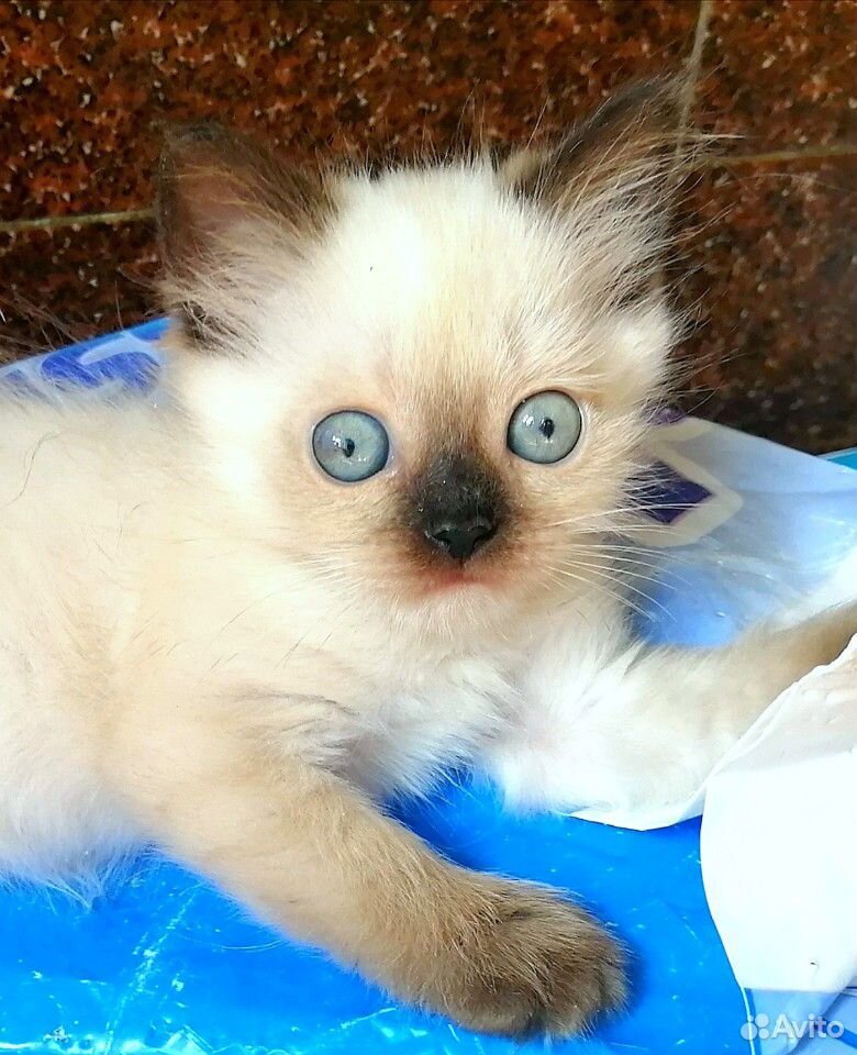 Чудо гибрид