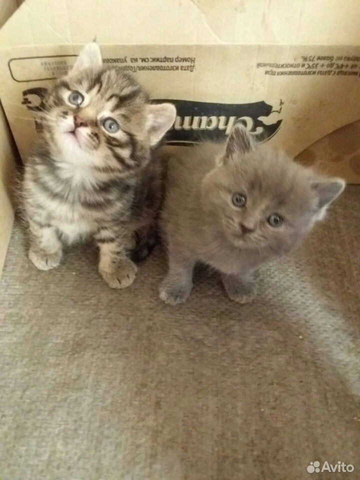 Котик и кошечка