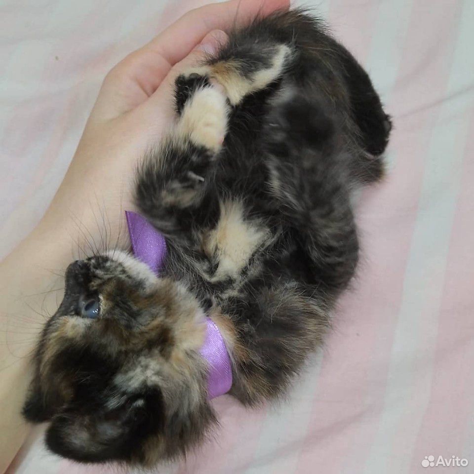 Кошечка трехцветка