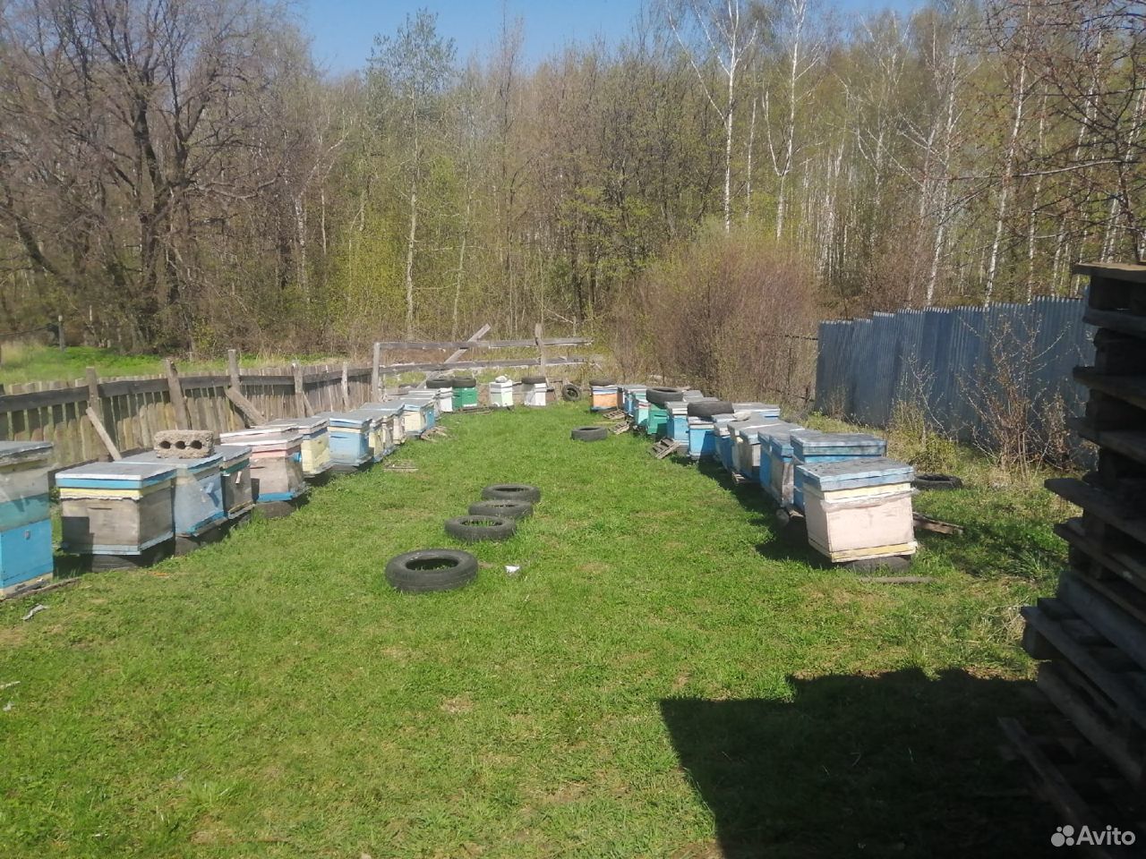 Продаю пчелосемьи