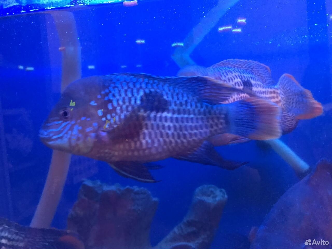 Акара бирюзовая