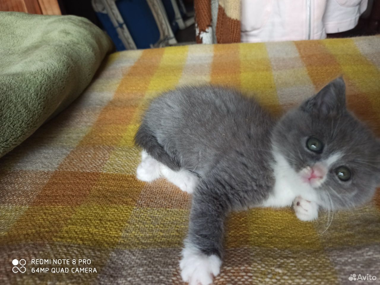 Сонечка ищет дом