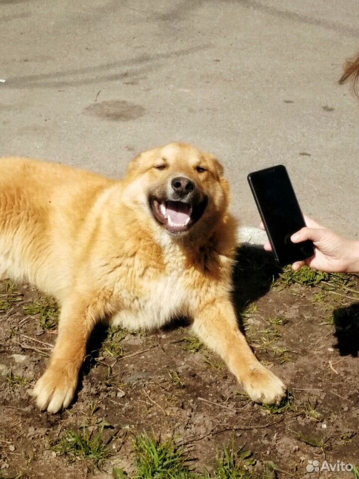 Щенок кабель мальчик собака подросток