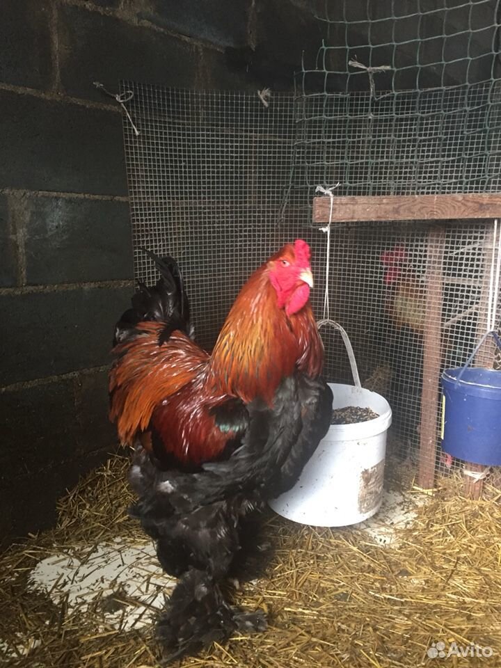 Цыплята индюшата