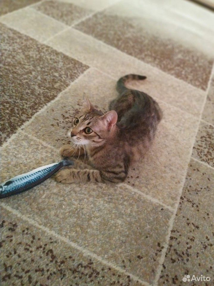 Котенок в дар