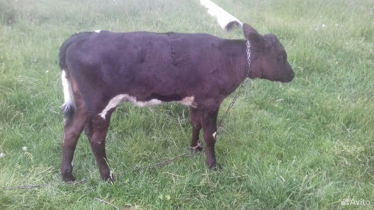 Продаётся тёлочка