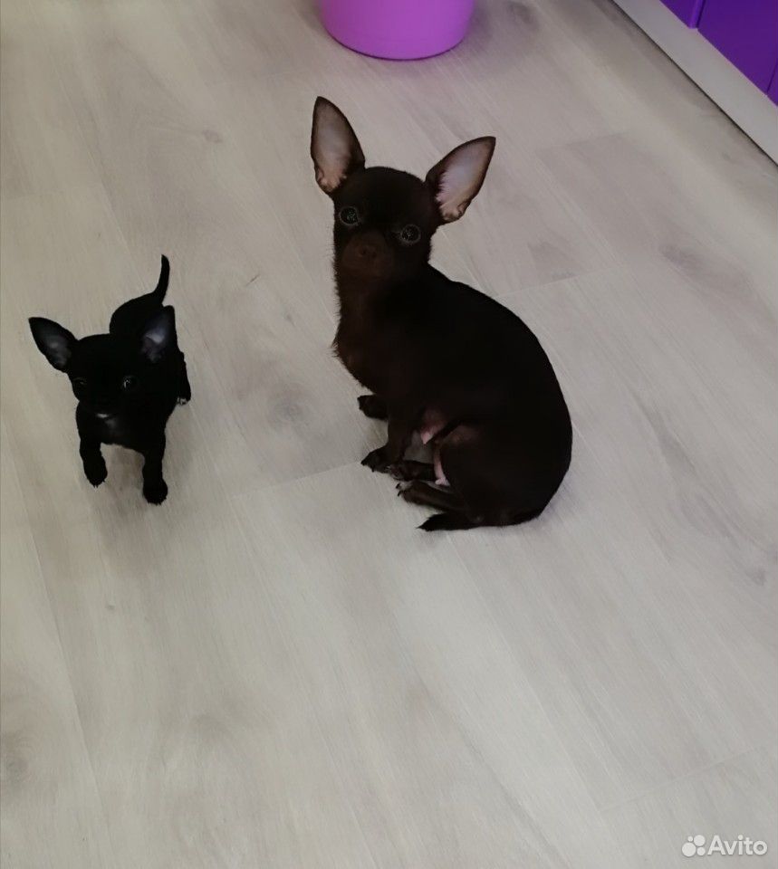 Микро мальчик чихуахуа Вес взрослой 1кг