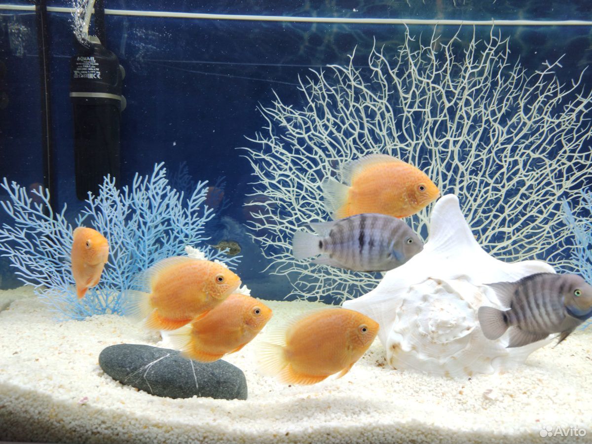 Juwel Rio 180 с тумбой