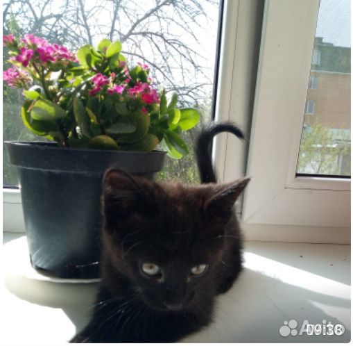 Чёрный кот