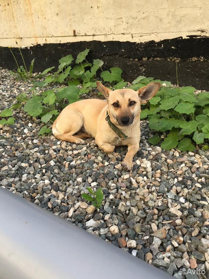 Ищет дом мелкая Собачка Бабочка