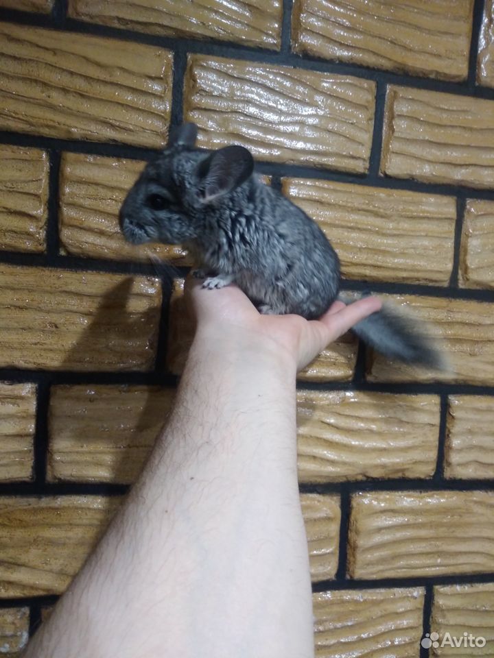 Щенок шиншиллы