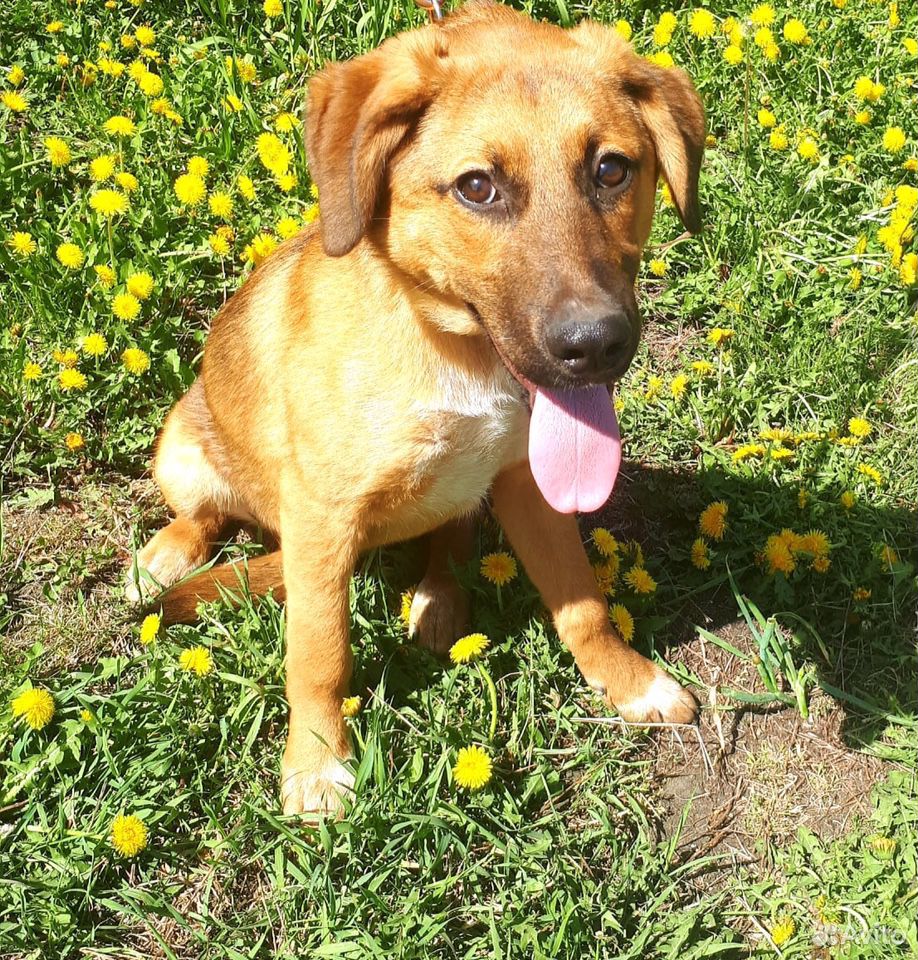 Щенок Принцесса