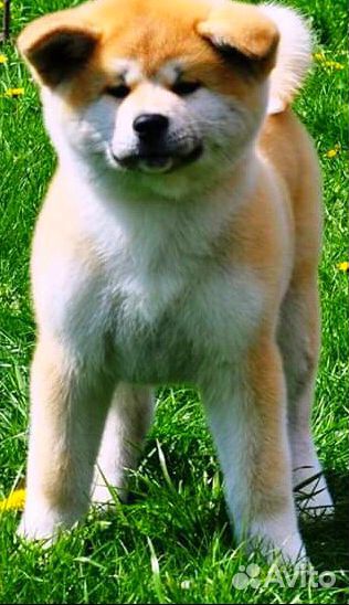 Настоящие Японцы